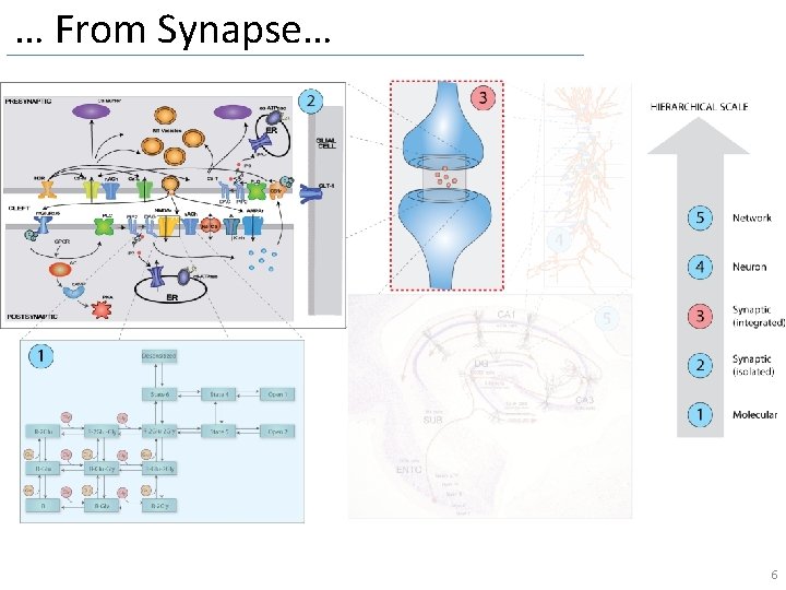Multiscale Modeling A Valuable Asset for Therapeutics Development