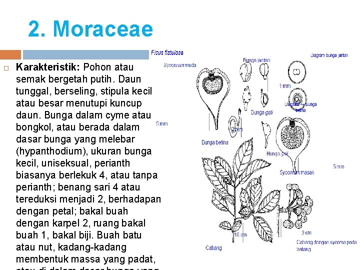 TUMBUHAN EUDIKOT TRICOLPATES ROSIDS By Mugi Mumpuni Rosales