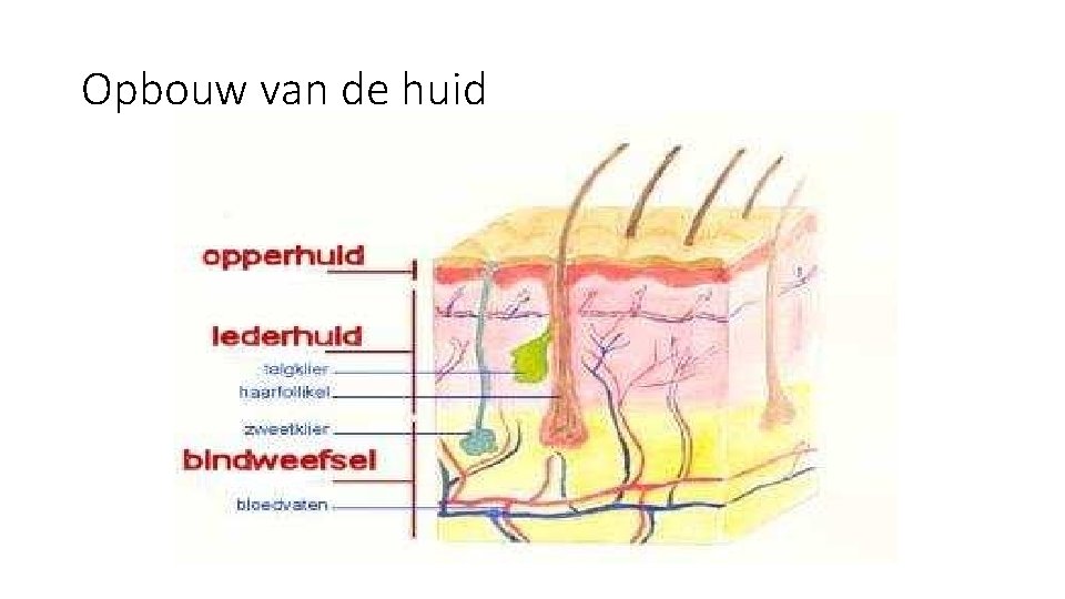 VPH Les 4 wonden Wonden Opbouw van de