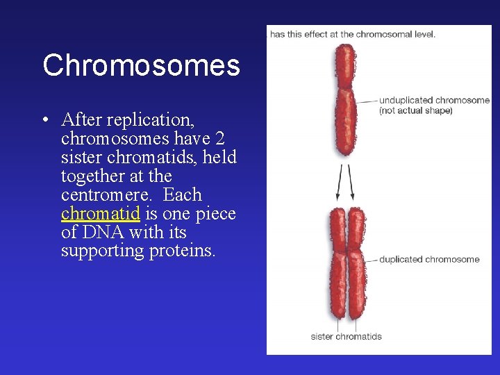 Chapter 8 Cell Reproduction Cell Cycle aka a