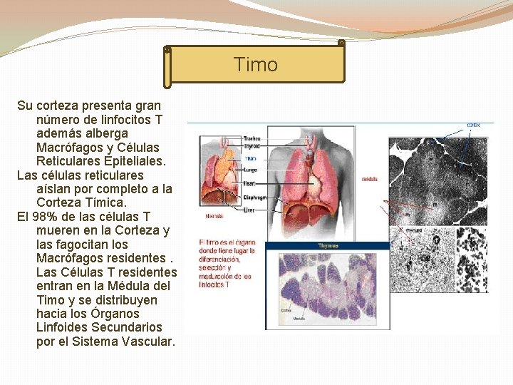 Sistema Linftico Fiorella Gonzlez Sistema linftico Es el