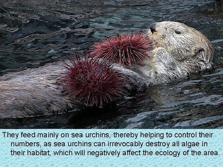 Russian animals in danger Kalan or Sea beavar