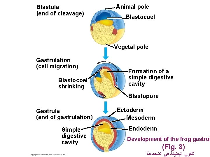 Developmental biology is the study of the process