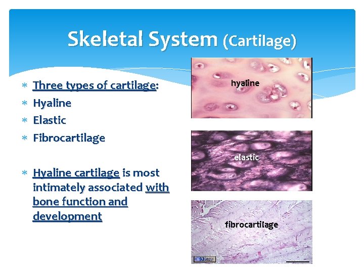 Integumentary and Skeletal Systems Test Notes Skeletal System