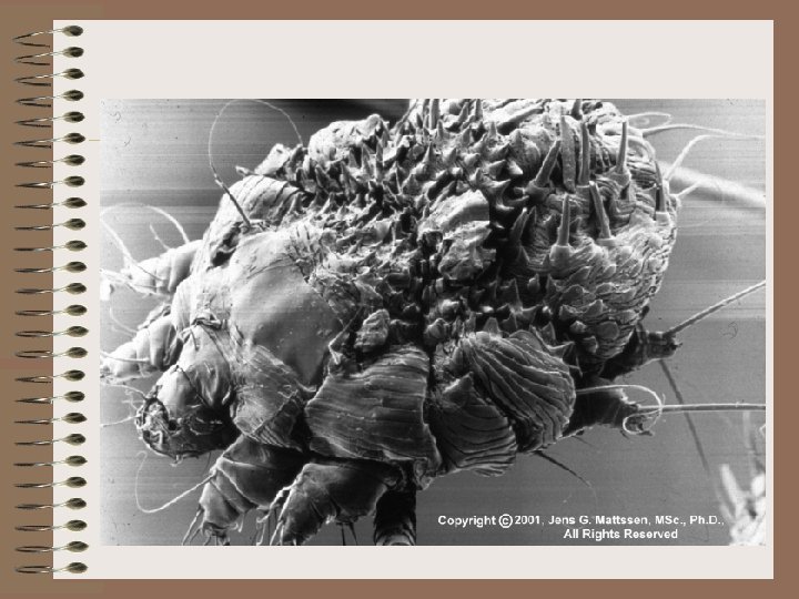 Sarcoptes scabiei Taxonomic classification Class Arachnida Sarcoptes ...