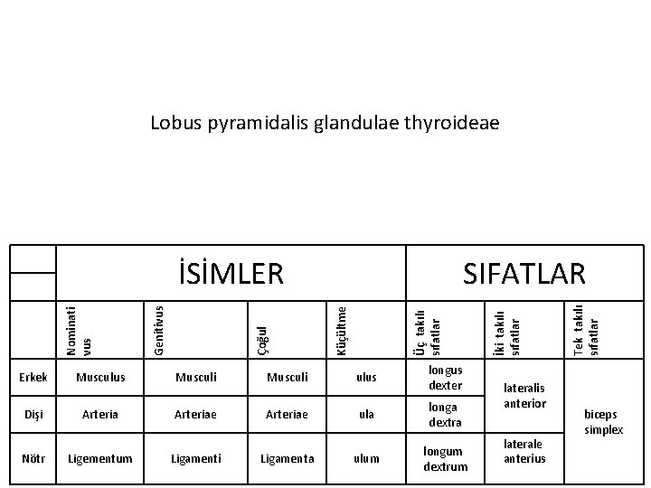 Erkek Musculus Musculi ulus longus dexter Dii Arteriae