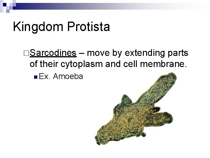 Classification Biology Agriculture 5 Kingdoms n Animalia n