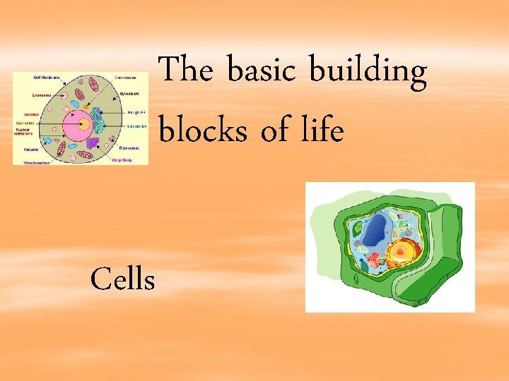 HUMAN BODY SYSTEMS Flashcards Fast Facts The basic