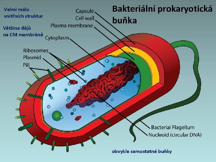 Cytologie a morfologie bakteri Janssenovi Z 9 x