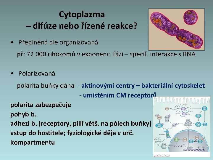 Cytologie a morfologie bakteri Janssenovi Z 9 x