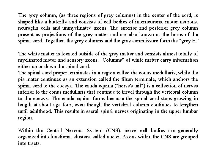 Spinal cord Spinal cord The spinal cord is