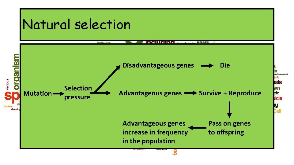 B 7 Variation and Evolution Paper 2 Revision