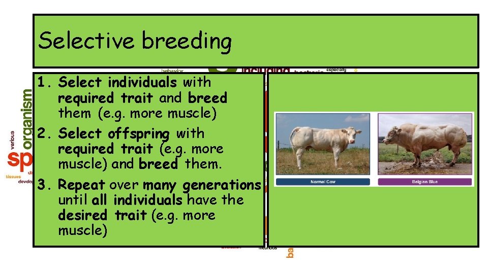 B 7 Variation and Evolution Paper 2 Revision