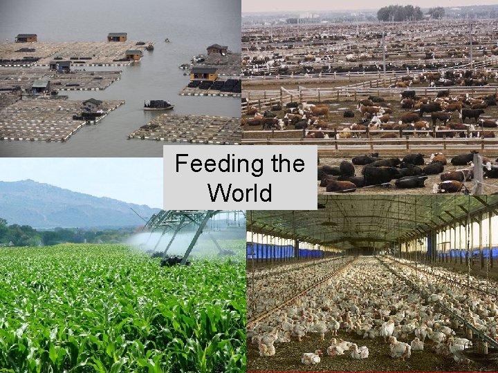 Food Feeding the Resources World Instructions You will