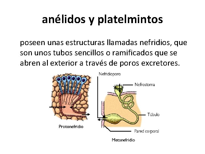La excrecin en los animales La actividad metablica