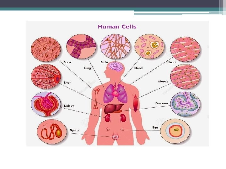 ORGANISASI TUBUH MANUSIA oleh Nurhalina PENGANTAR ANATOMI KATA