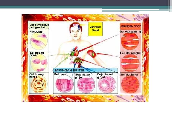 ORGANISASI TUBUH MANUSIA oleh Nurhalina PENGANTAR ANATOMI KATA