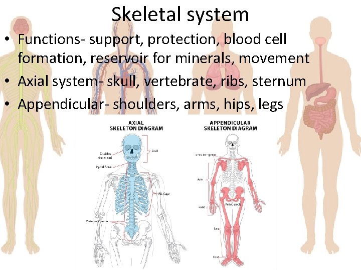 12 2 Mammal Body Systems Warmup List as
