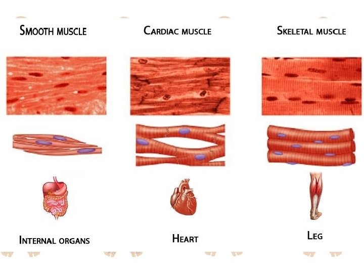 12 2 Mammal Body Systems Warmup List as