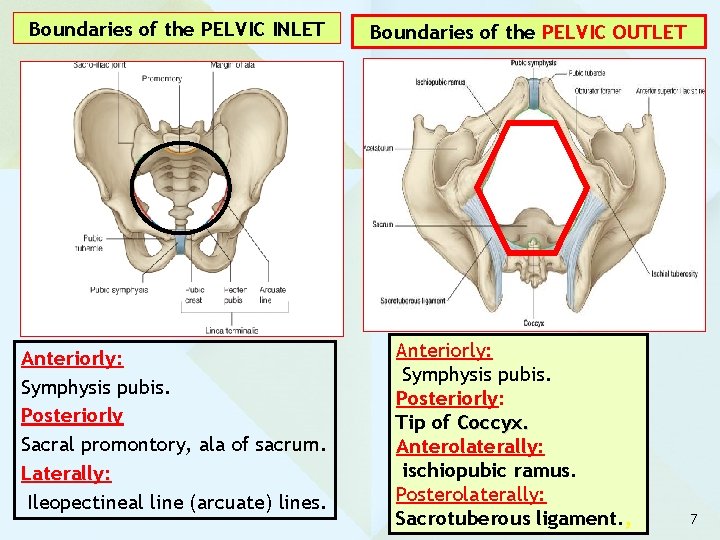 ANATOMY OF THE PELVIS Prof Saeed Abuel Makarem