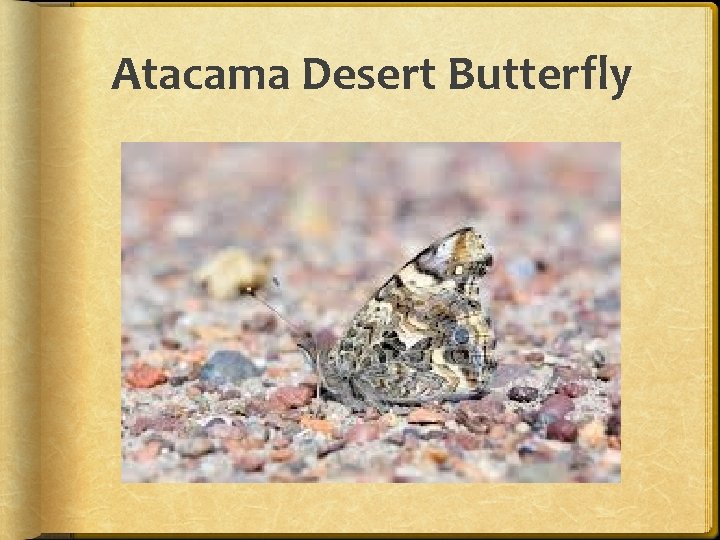 The Atacama Desert Animals Animal Adaptations Behavior Stay