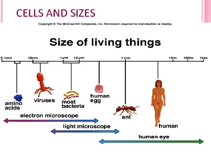THE CELL Cell Theory Prokaryotic Cells Eukaryotic Cells