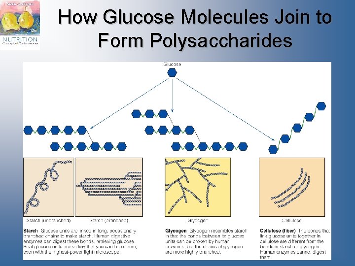 Chapter 4 Carbohydrates Sugar Starch Glycogen and Fiber