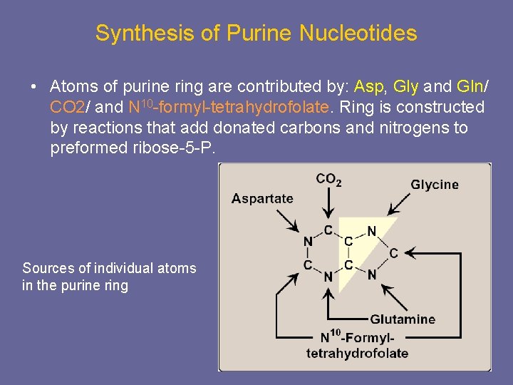 UNIT IV Nitrogen Metabolism Nucleotide Metabolism Overview Nucleotides