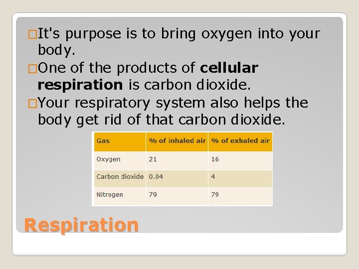 Respiratory system Your respiratory system is all about