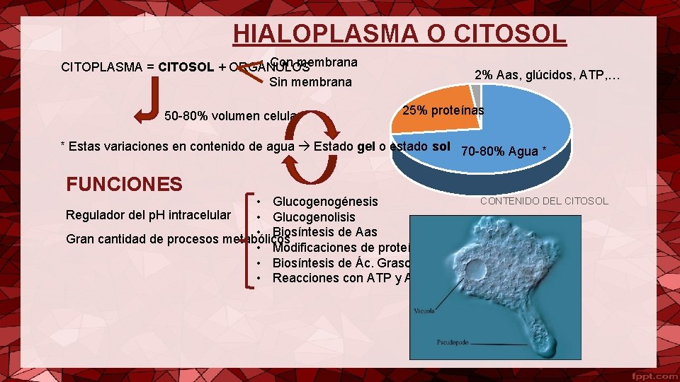 HIALOPLAMA CITOESQUELETO Y ESTRUCTURAS NO MEMBRANOSAS D HIALOPLASMA