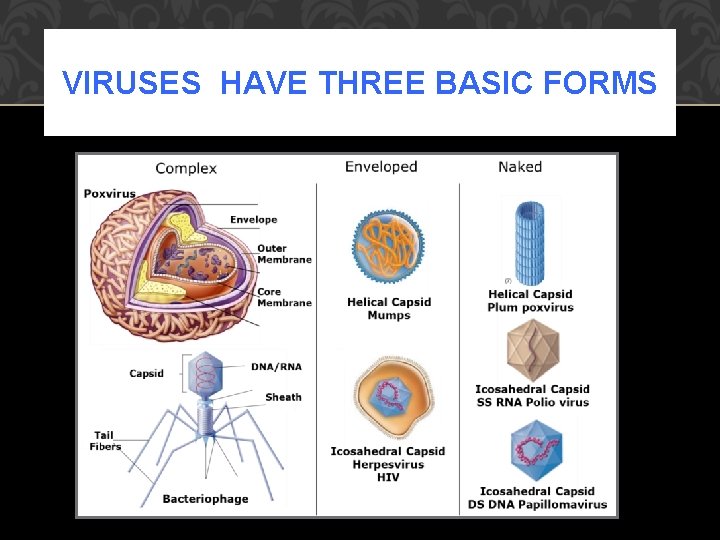 Introduction to Virology WHAT ARE VIRUSES Acellular organisms