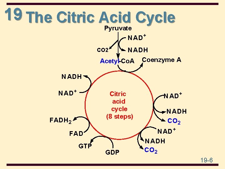 19 The Citric Acid Cycle Hans Krebs 1900