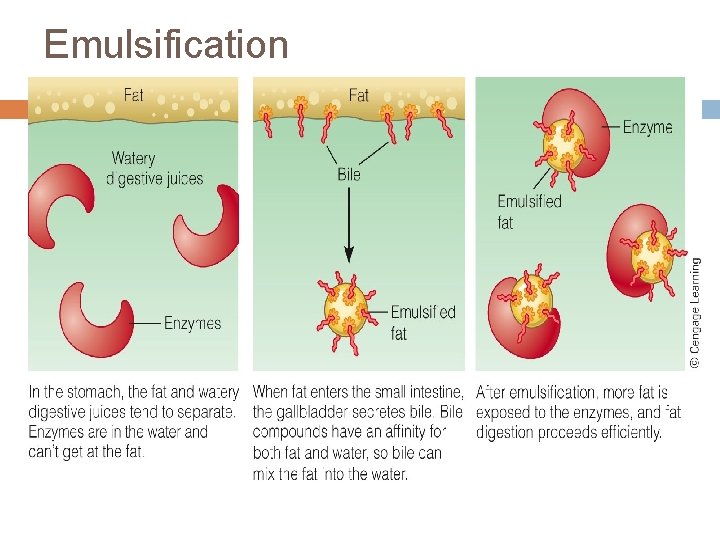 DIGESTION ABSORPTION Digestion Mechanical mastication rumination ...