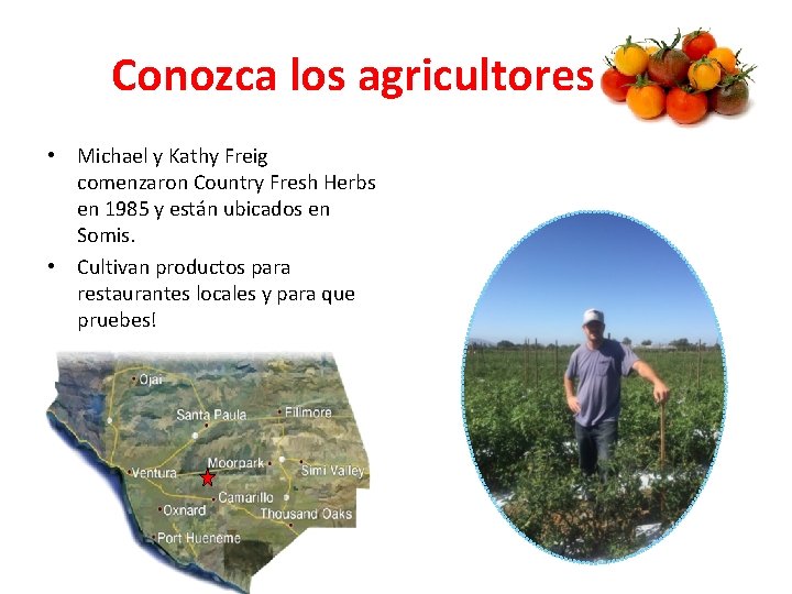 Septiembre Tomates Presentacin hecha por Cmo crecen los