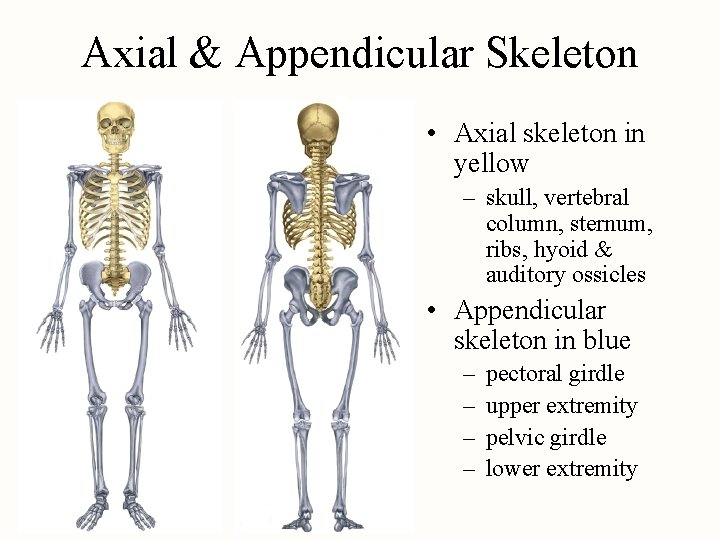 The Skeletal System I Overview of the skeletal