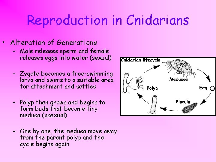 What is Cnidarian Marine Invertebrates 9 000 species