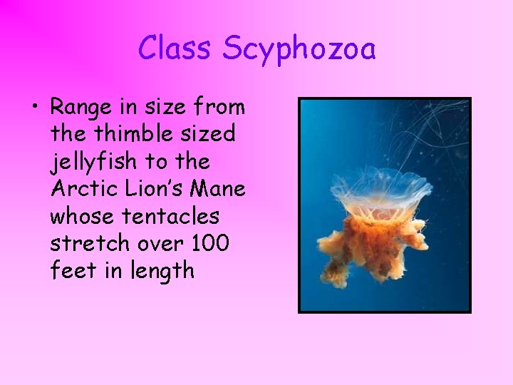 What is Cnidarian Marine Invertebrates 9 000 species