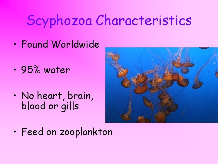 What is Cnidarian Marine Invertebrates 9 000 species