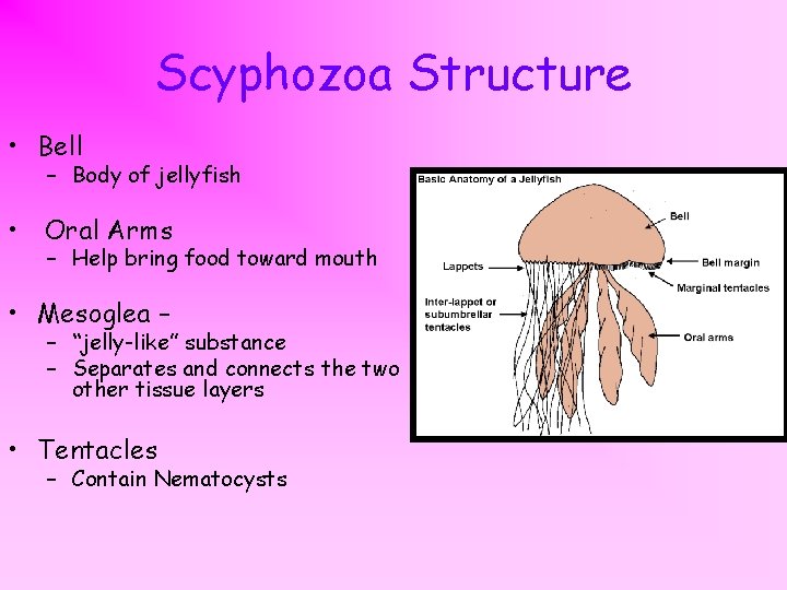 What is Cnidarian Marine Invertebrates 9 000 species
