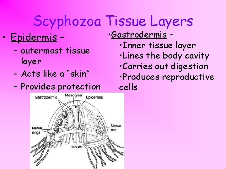 What is Cnidarian Marine Invertebrates 9 000 species