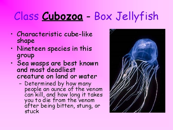 What is Cnidarian Marine Invertebrates 9 000 species
