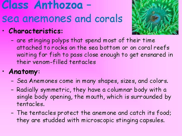 What is Cnidarian Marine Invertebrates 9 000 species