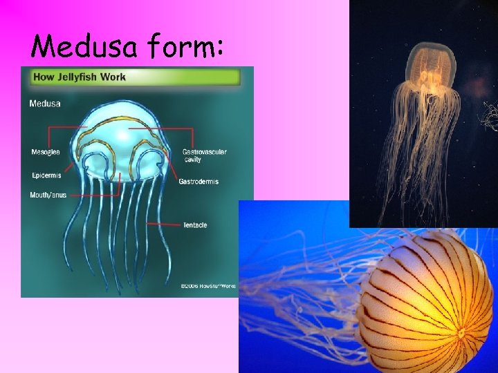 What is Cnidarian Marine Invertebrates 9 000 species