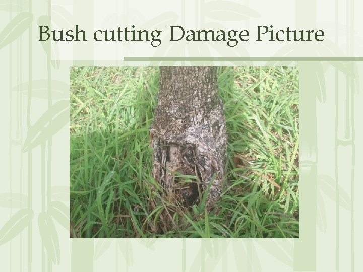 Yard Maintenance Prepared by L Robert Barber Ilene