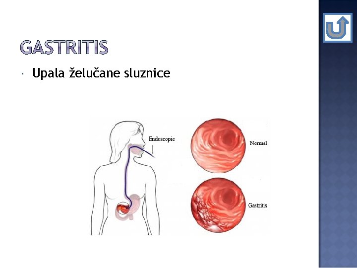 BIOLOGIJA 8 RAZRED Dunja Ili Edna Pomor 8