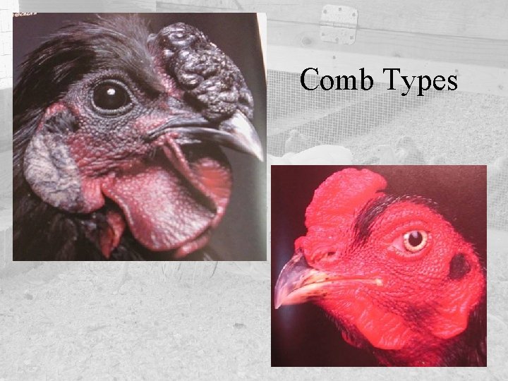 Breeders Layers and Hatching Egg Production By Akrum