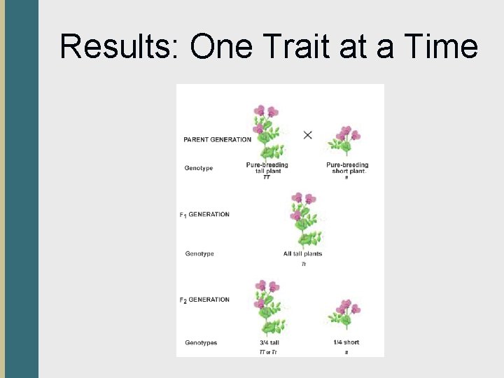 Chapter 4 Heredity and Evolution Chapter Outline Genetic