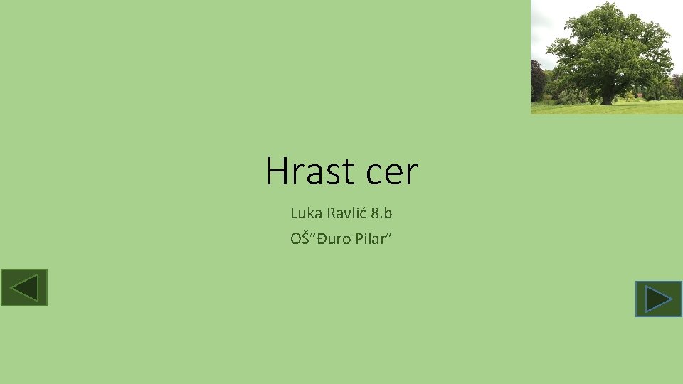 Hrast cer Luka Ravli 8 b Ouro Pilar