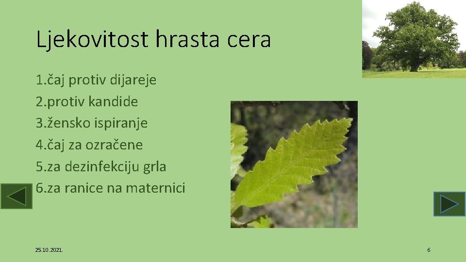 Hrast cer Luka Ravli 8 b Ouro Pilar