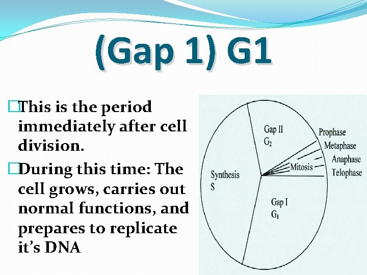 Cell Cycle Background Most cells are less than